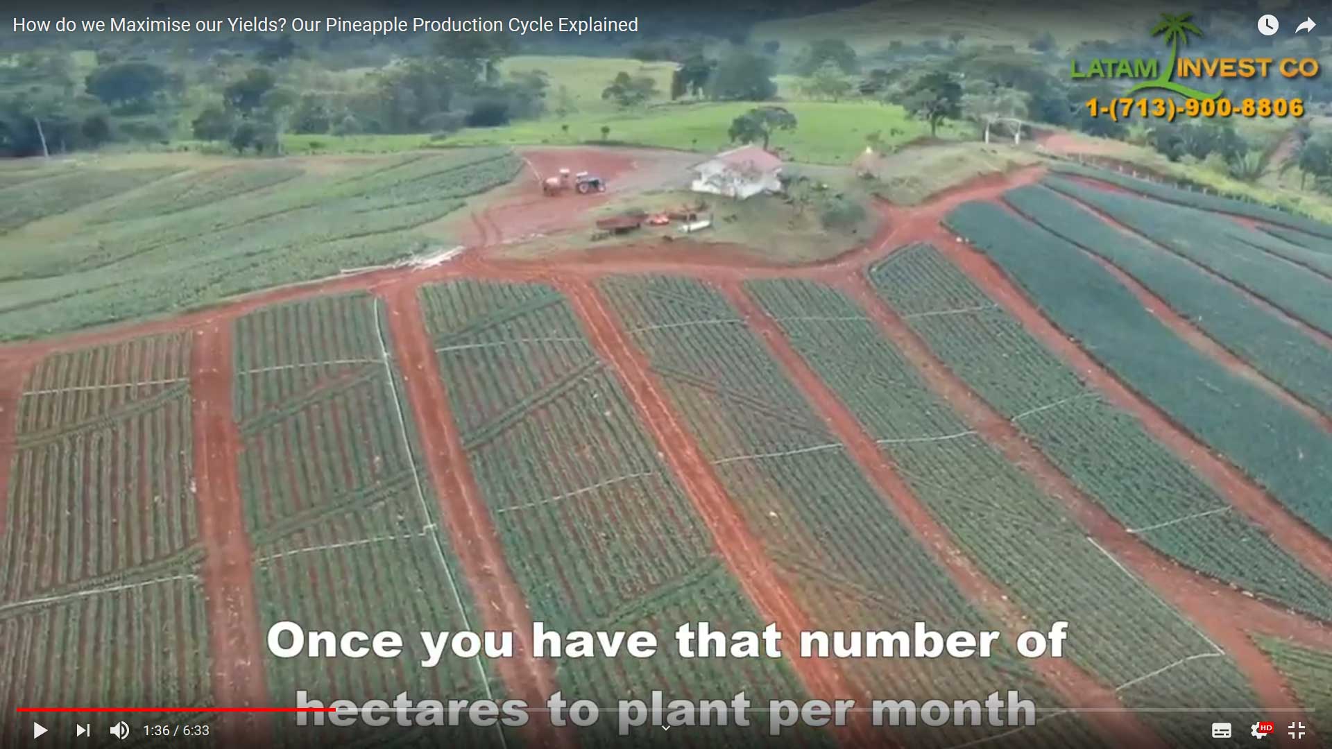 How do we Maximize our Pineapple Production Yields?