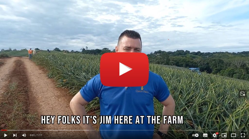 Discover the Success of Caimito Fruits in 2023 and Plans for 2024